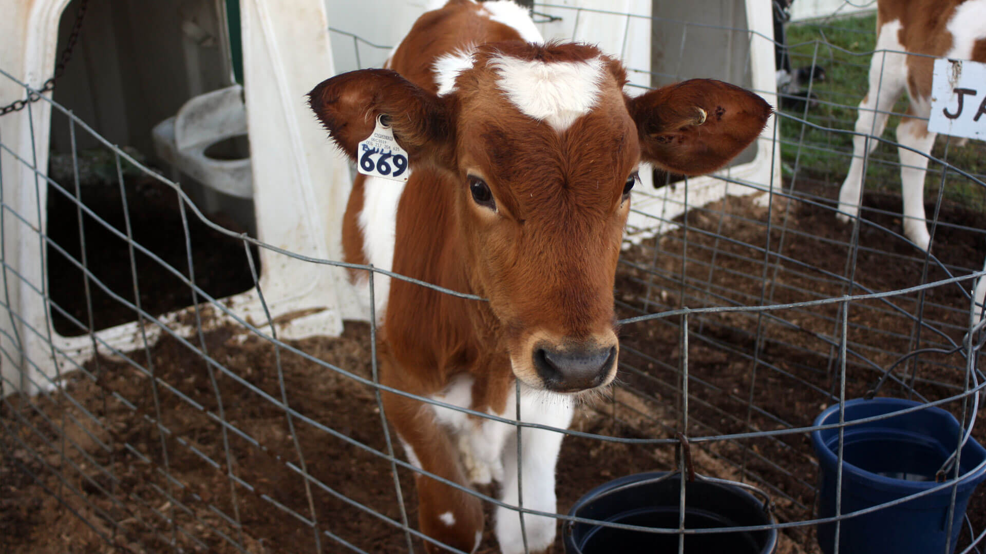 Introduction To Dairy Herd Management - Dairy Leaders of Tomorrow Introduction To Dairy Herd Management - Dairy Leaders of Tomorrow